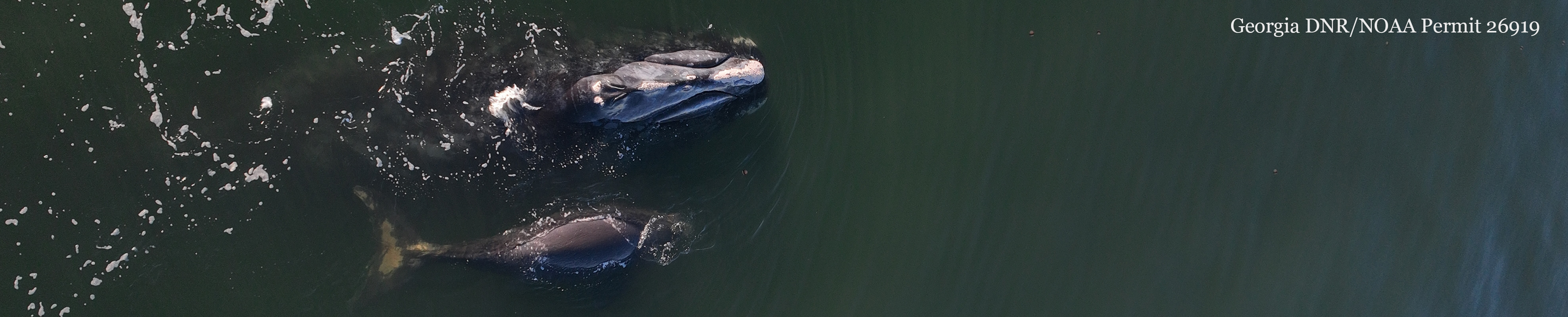 Georgia Dove Hunting Season Opens Sat. Sept. 7 | Department Of Natural Resources Division